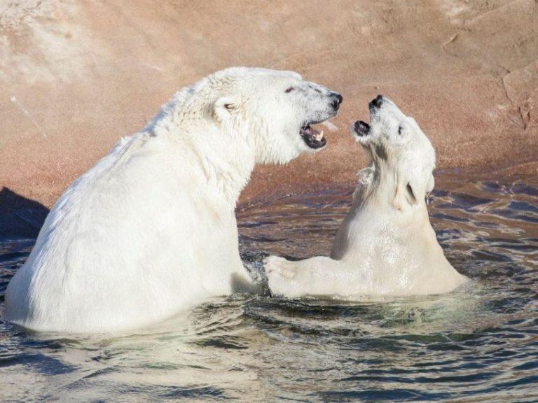 Ranua Zoo Wildlife Park - Birth and 40 Years of History